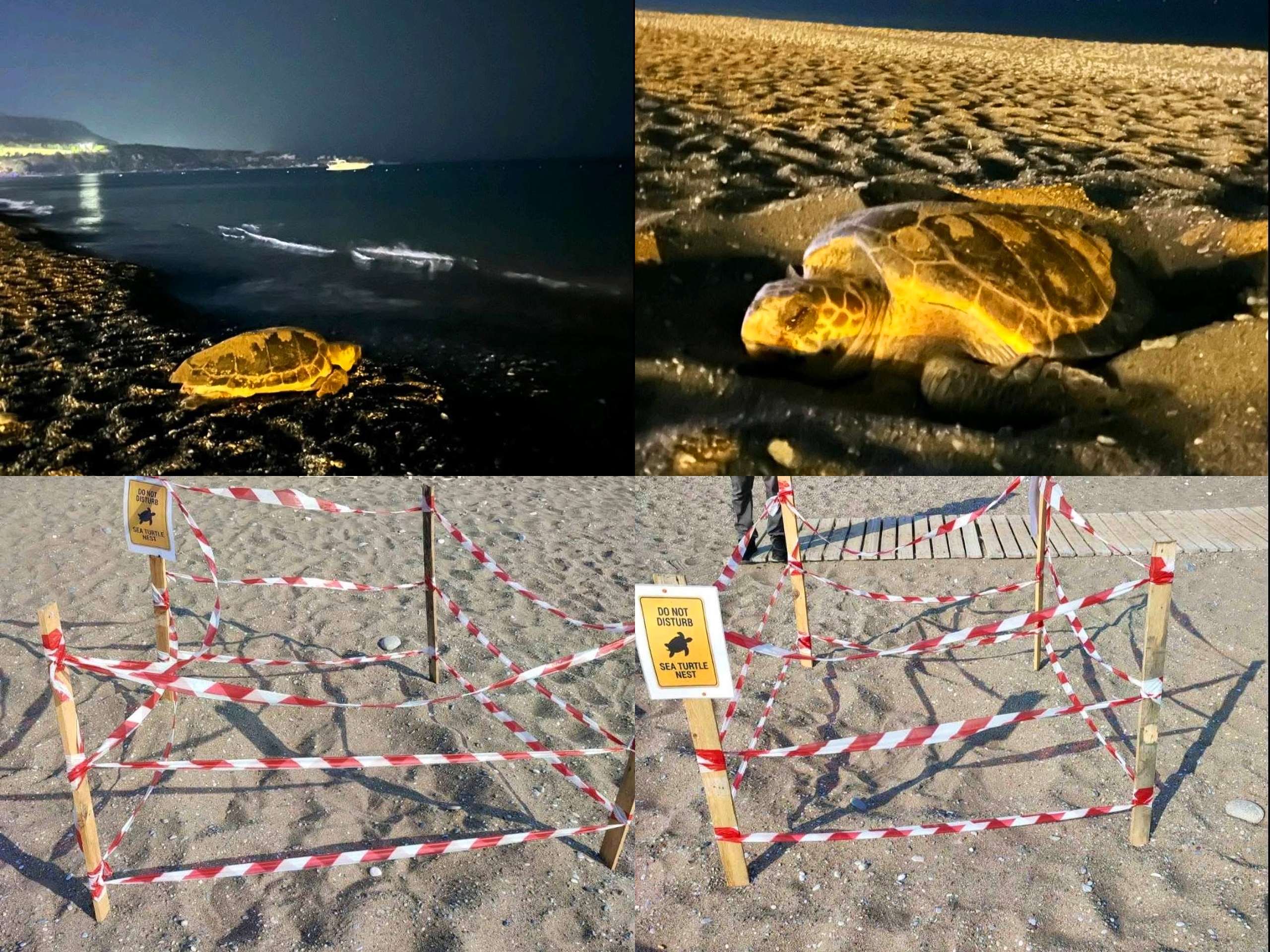 Sea Turtle Nesting at Rodos Palladium - Rodos Palladium Leisure & Wellness